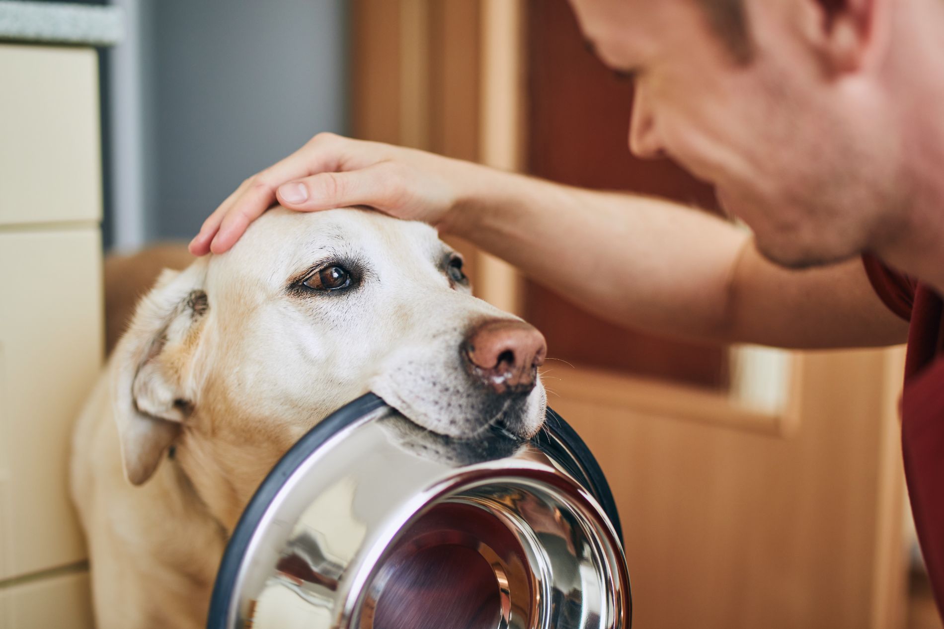 Home - Walking Sitters